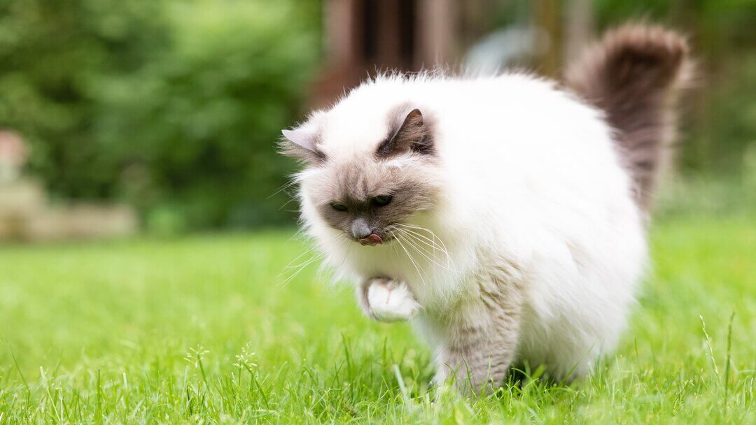 Cat Hairballs Symptoms Treatment Purina cat-hairballs-symptoms-treatment-purina